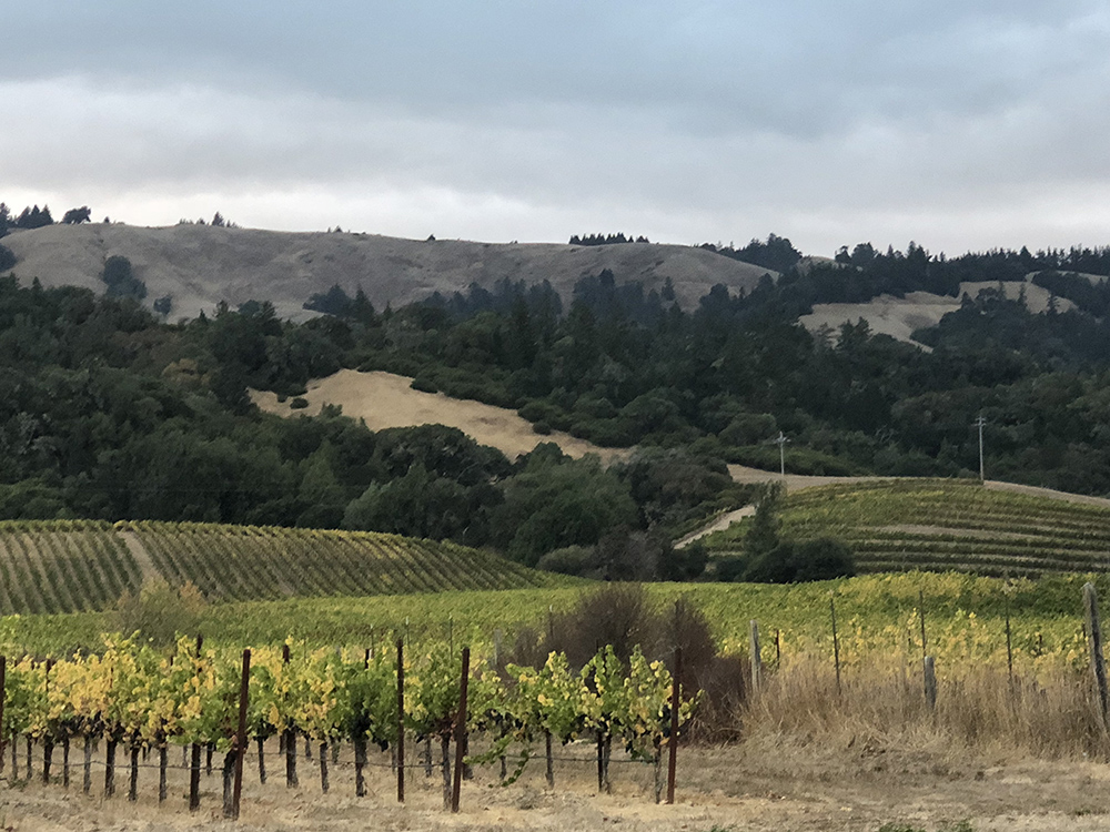 Guided Wine Tour of Anderson Valley